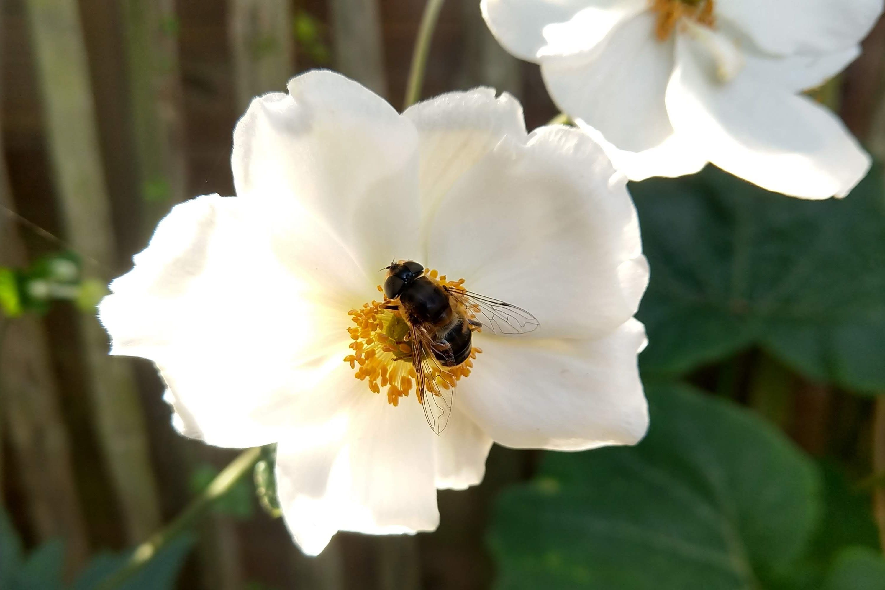 Hoe maak je zelf makkelijk een insectenhotel? | www.tintelijn.com